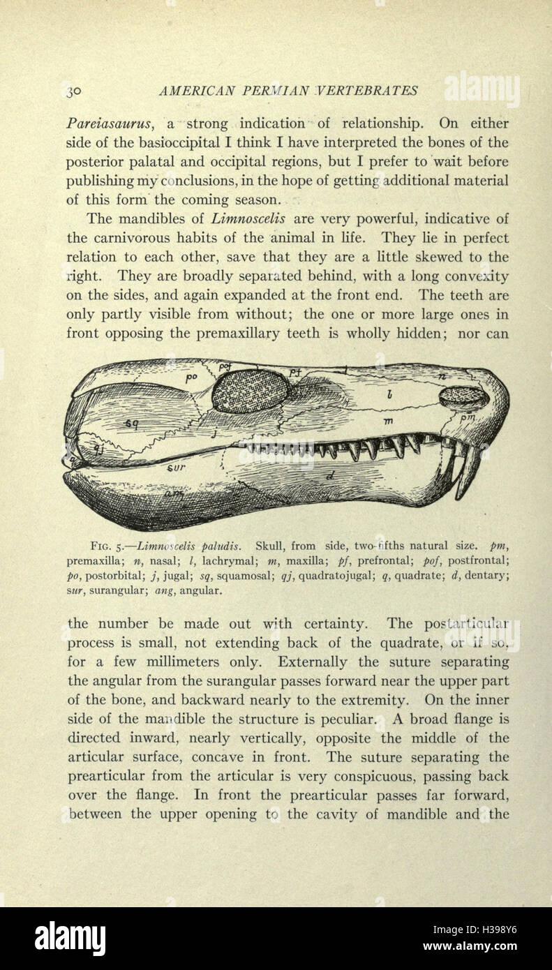 Types of vertebrates hi-res stock photography and images - Alamy