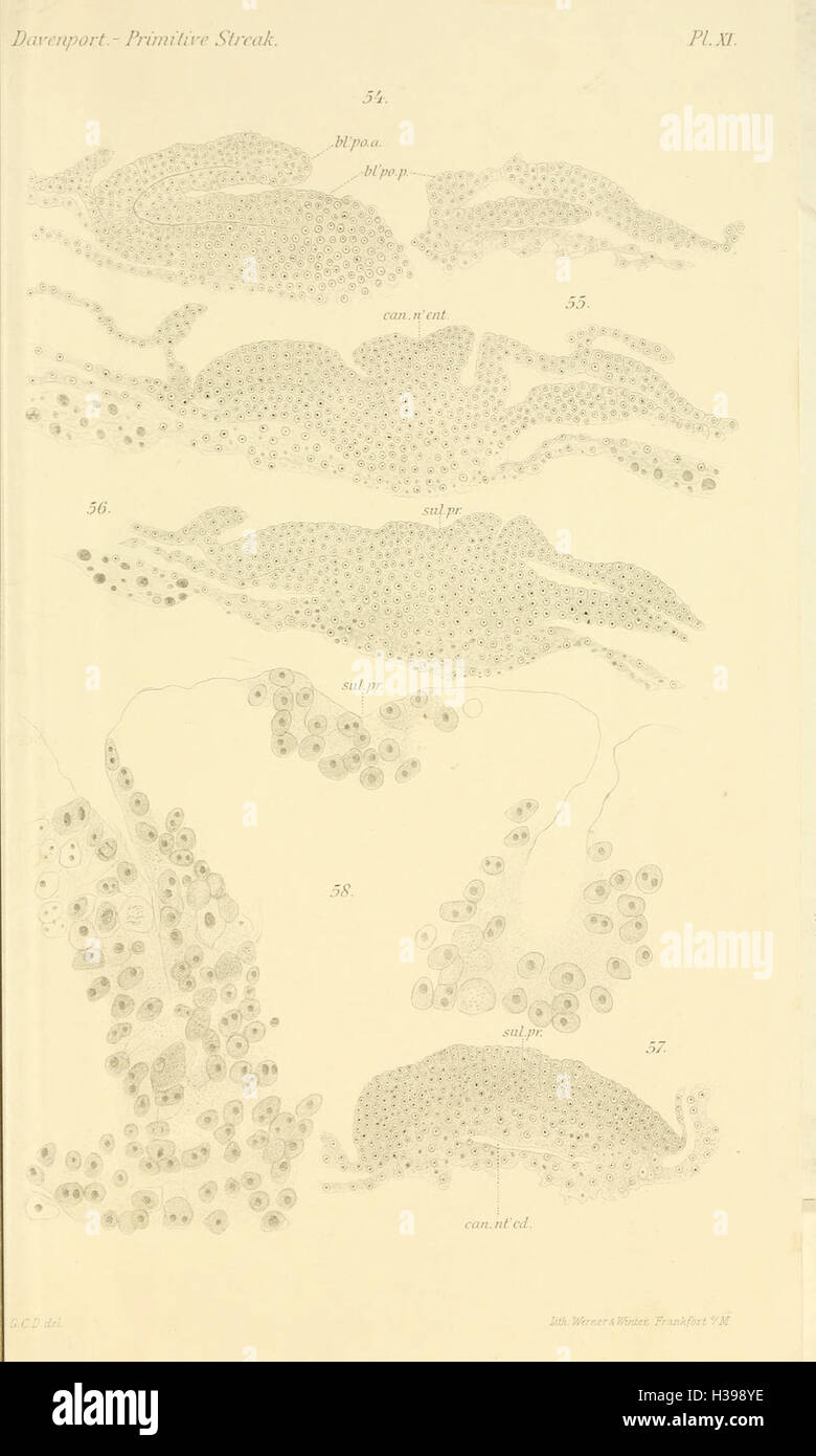 Plate XI in 'The Primitive Streak and Notochordal Canal in Chelonia ...