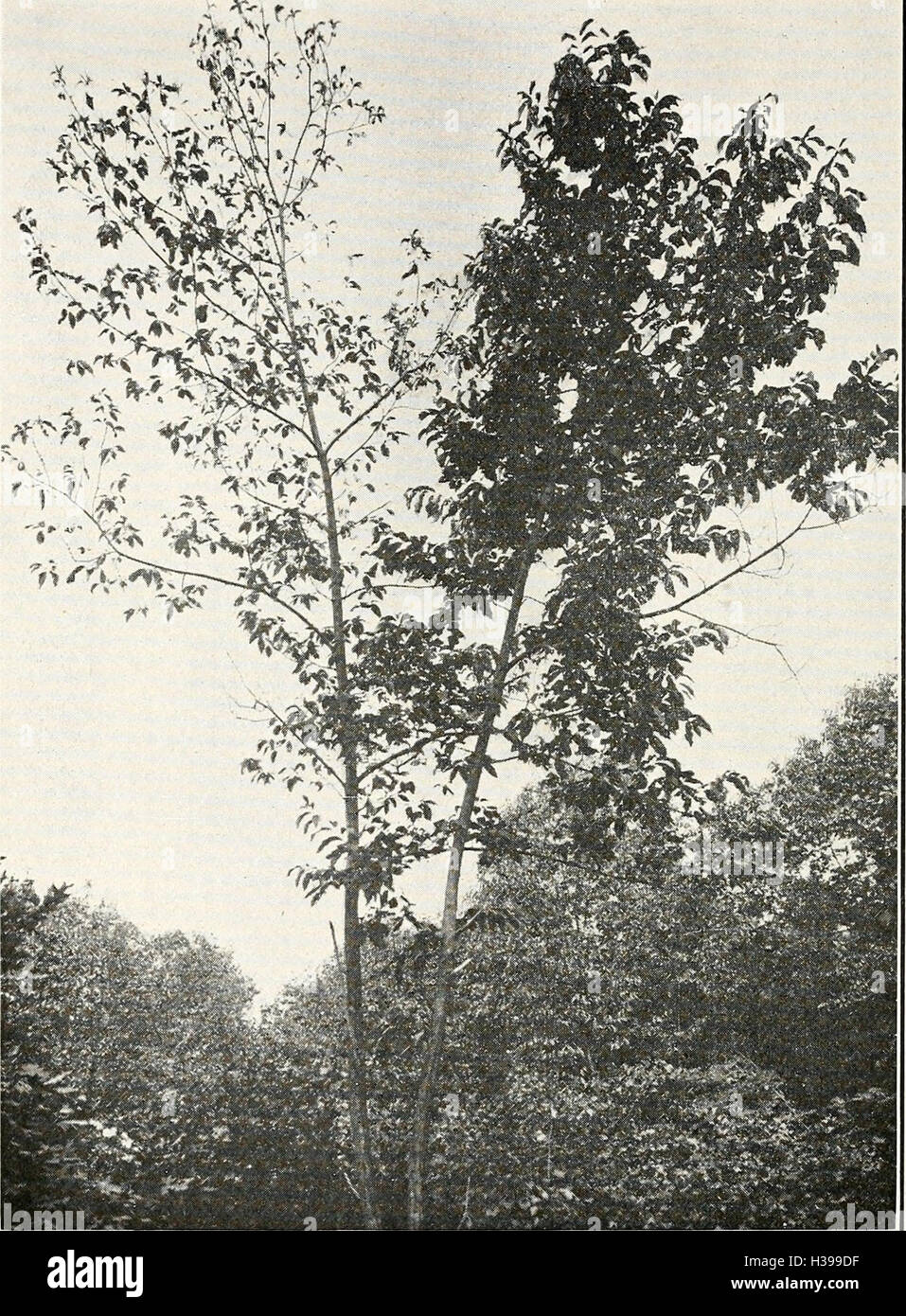 1913 pennsylvania map hi-res stock photography and images - Alamy