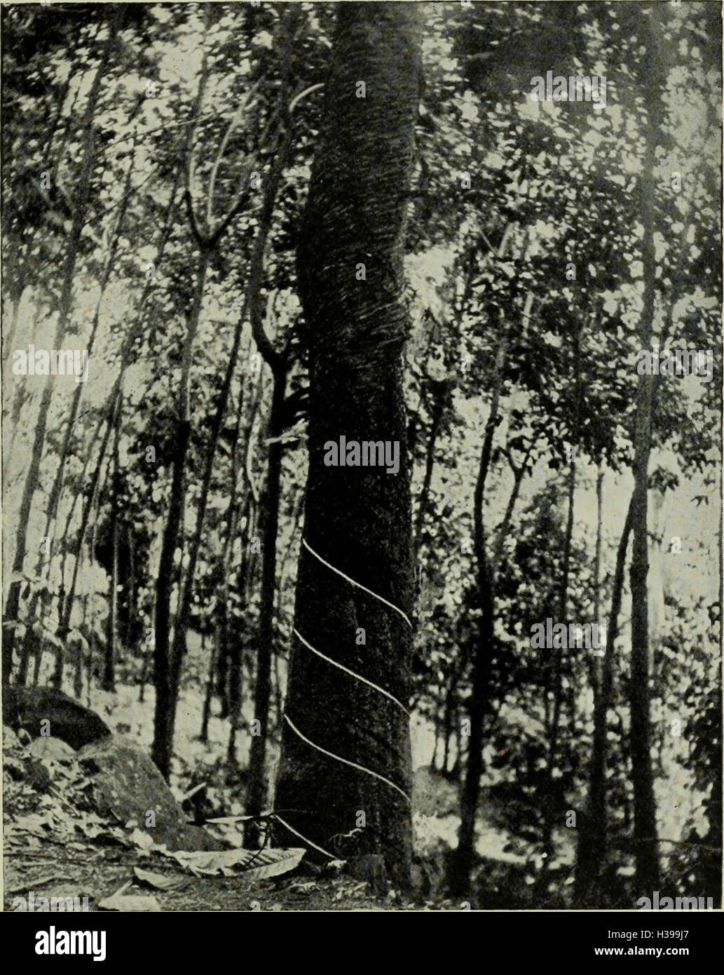 The rubber tree book (1913) (1475601 Stock Photo - Alamy