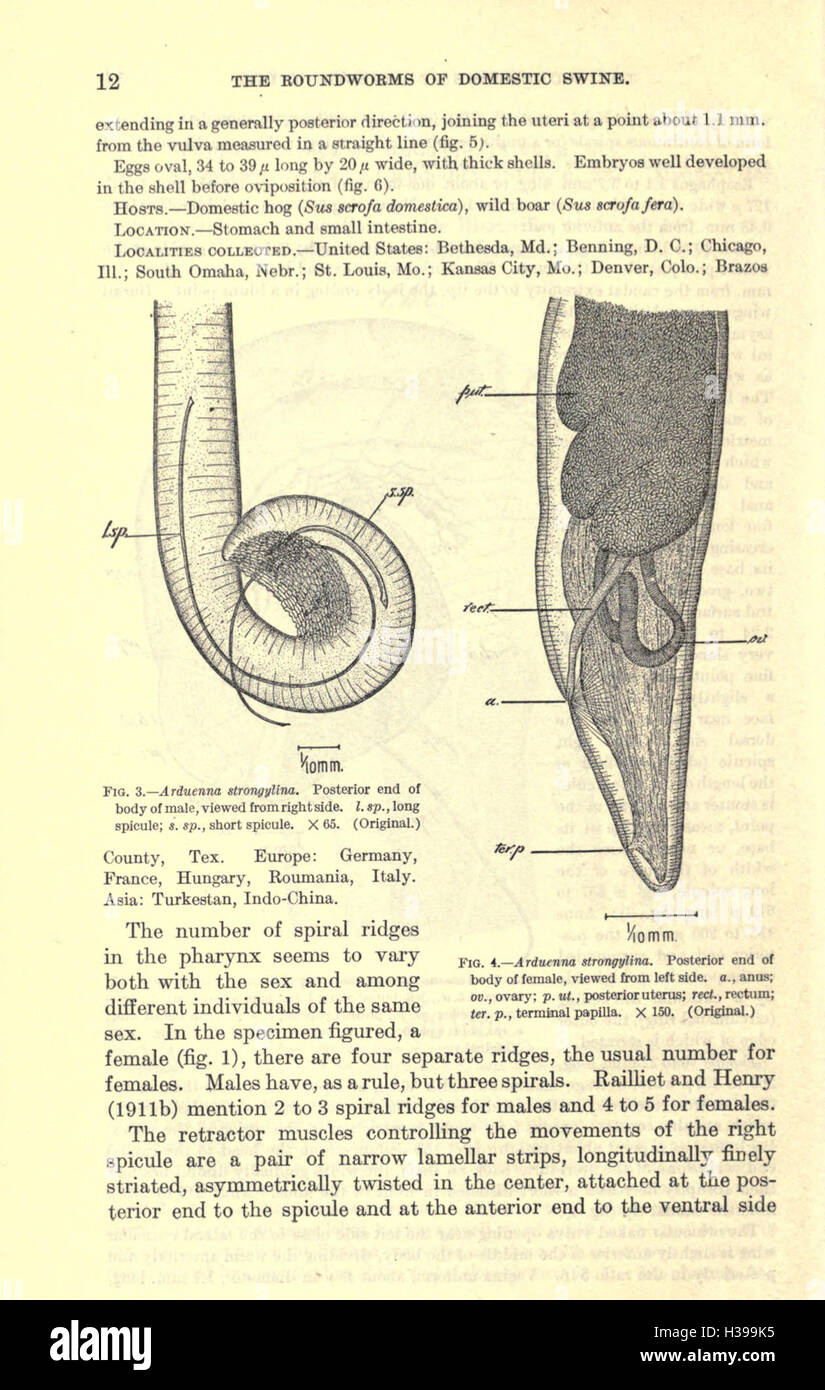 The roundworms of domestic swine (Page 12) BHL180 Stock Photo - Alamy