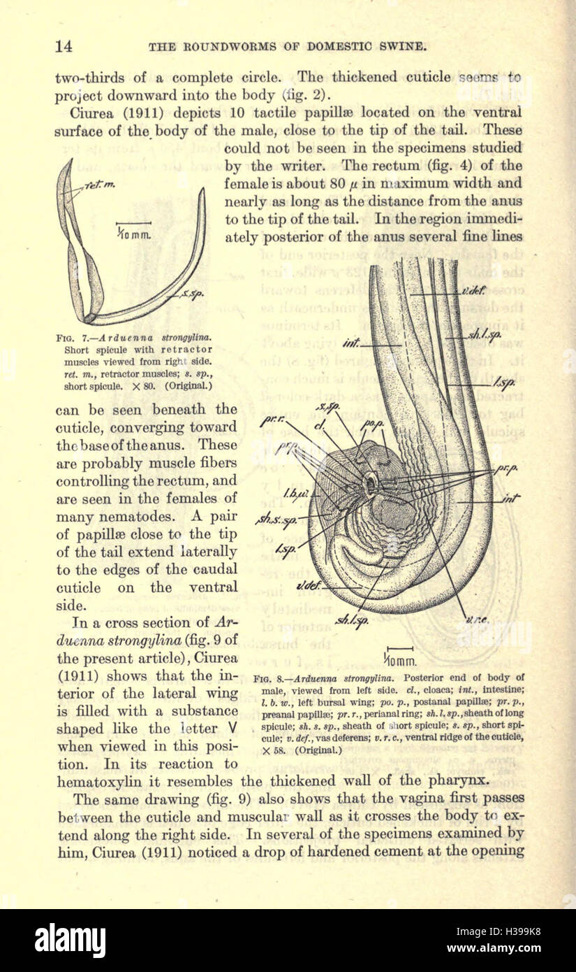 This page details the types and effects of roundworms in domestic swine ...