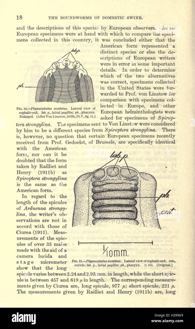 The roundworms of domestic swine (Page 18) BHL180 Stock Photo - Alamy
