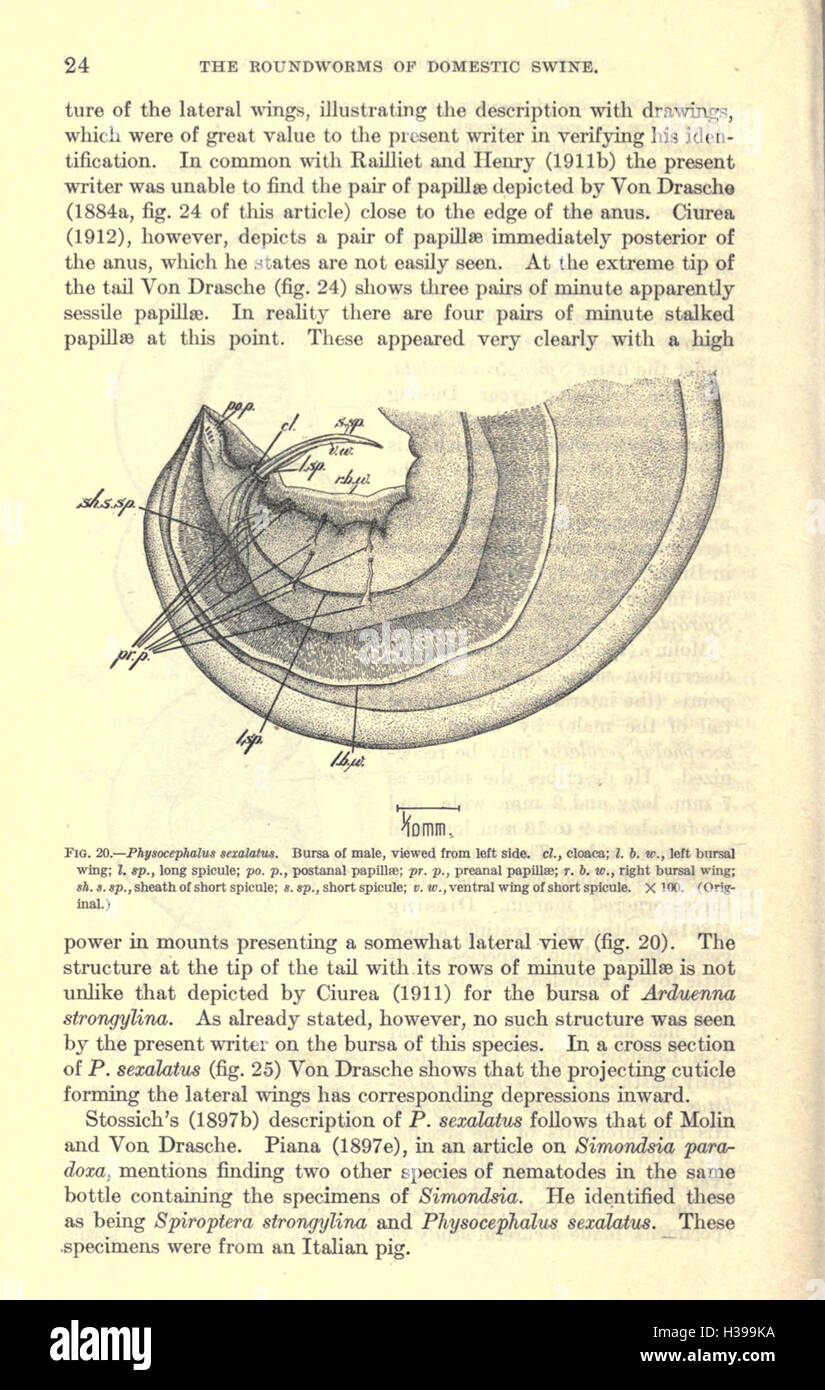 The roundworms of domestic swine (Page 24) BHL180 Stock Photo - Alamy