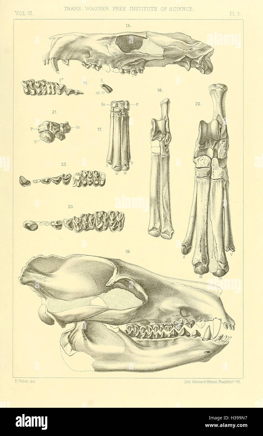 A study on the selenodont artiodactyls from the Uinta Eocene, examining ...