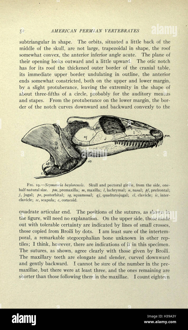 This study focuses on the vertebrate fossils from the Permian period in ...