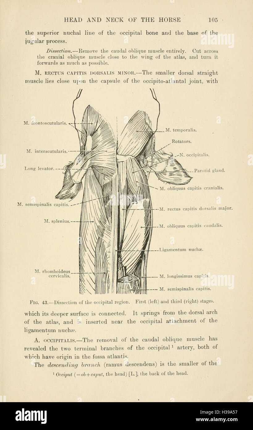 Horse head muscle anatomy hi-res stock photography and images - Alamy