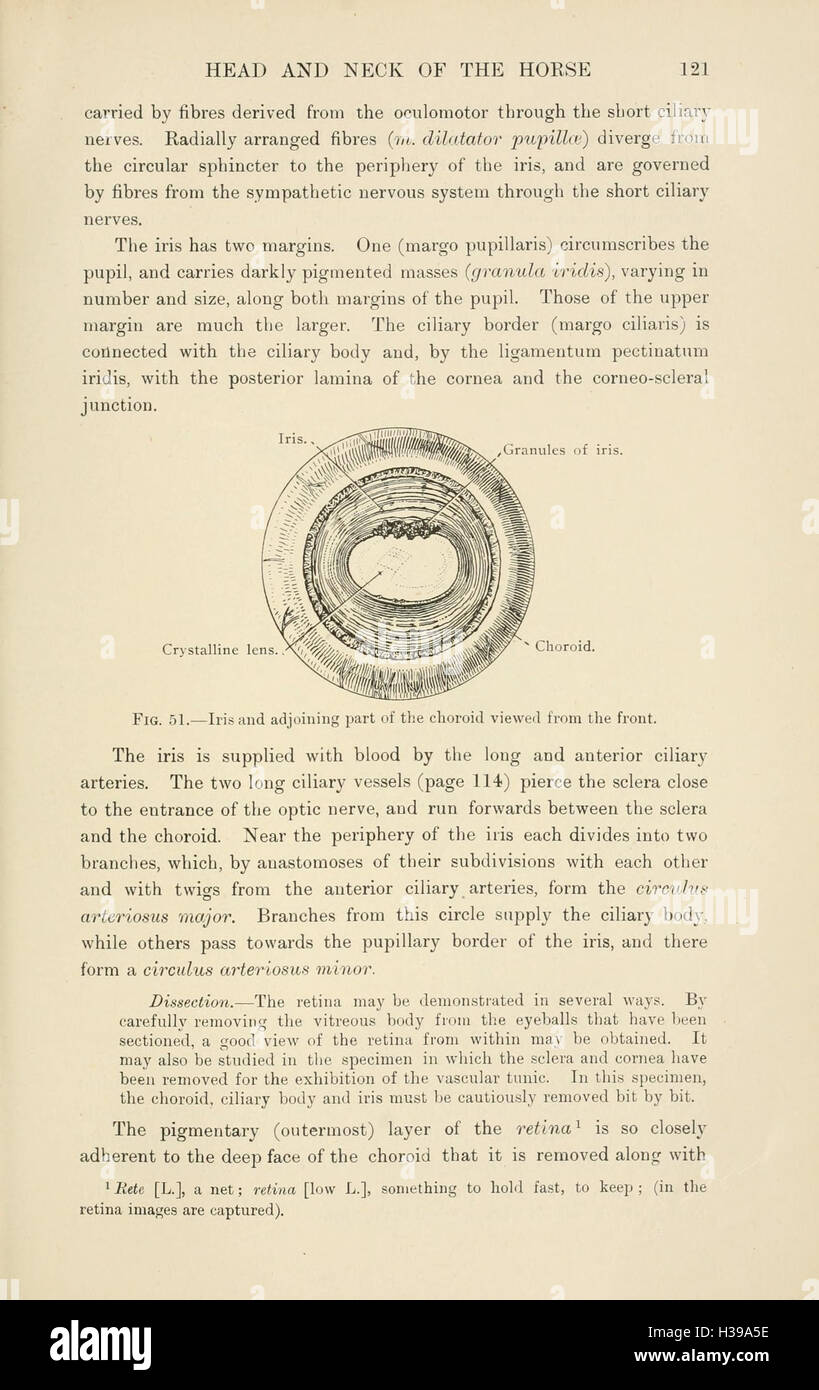 Horse head muscle anatomy hi-res stock photography and images - Alamy