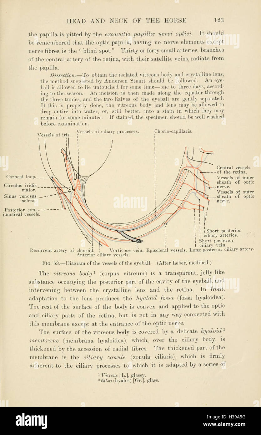 Neck muscles horse anatomy hi-res stock photography and images - Alamy