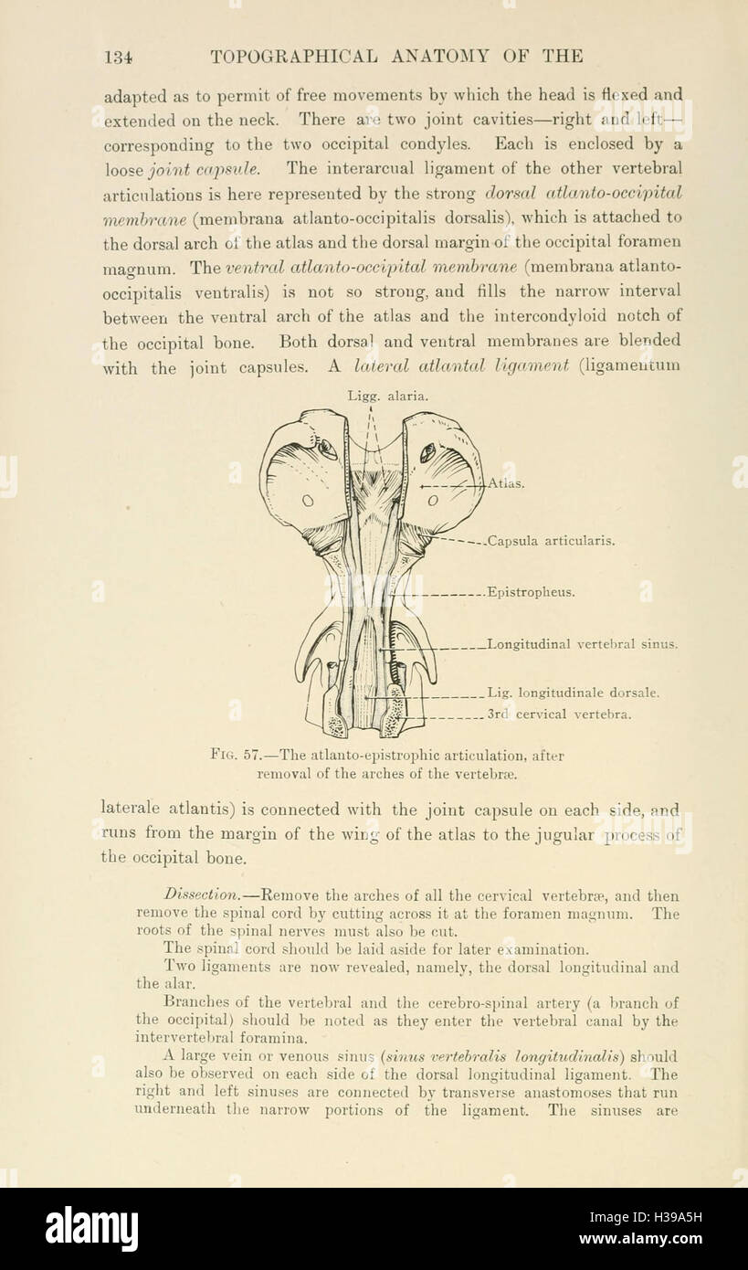 This page presents an in-depth study of the head and neck anatomy of ...