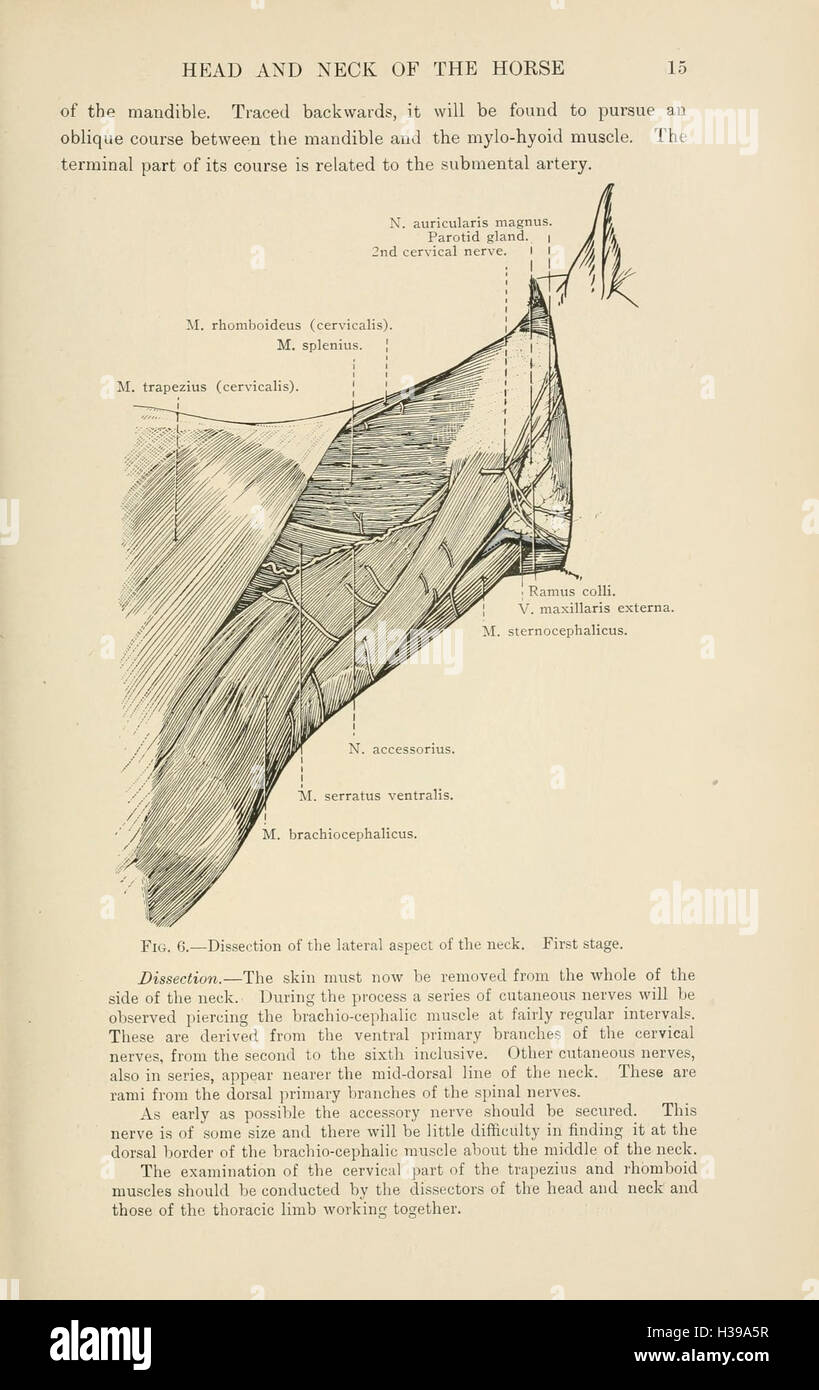 An examination of the anatomical structure of the horse's head and neck ...