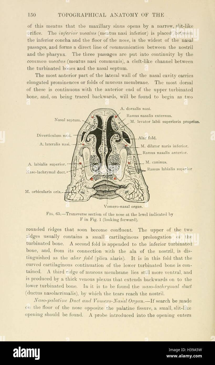 This book examines the detailed anatomy of a horse’s head and neck ...