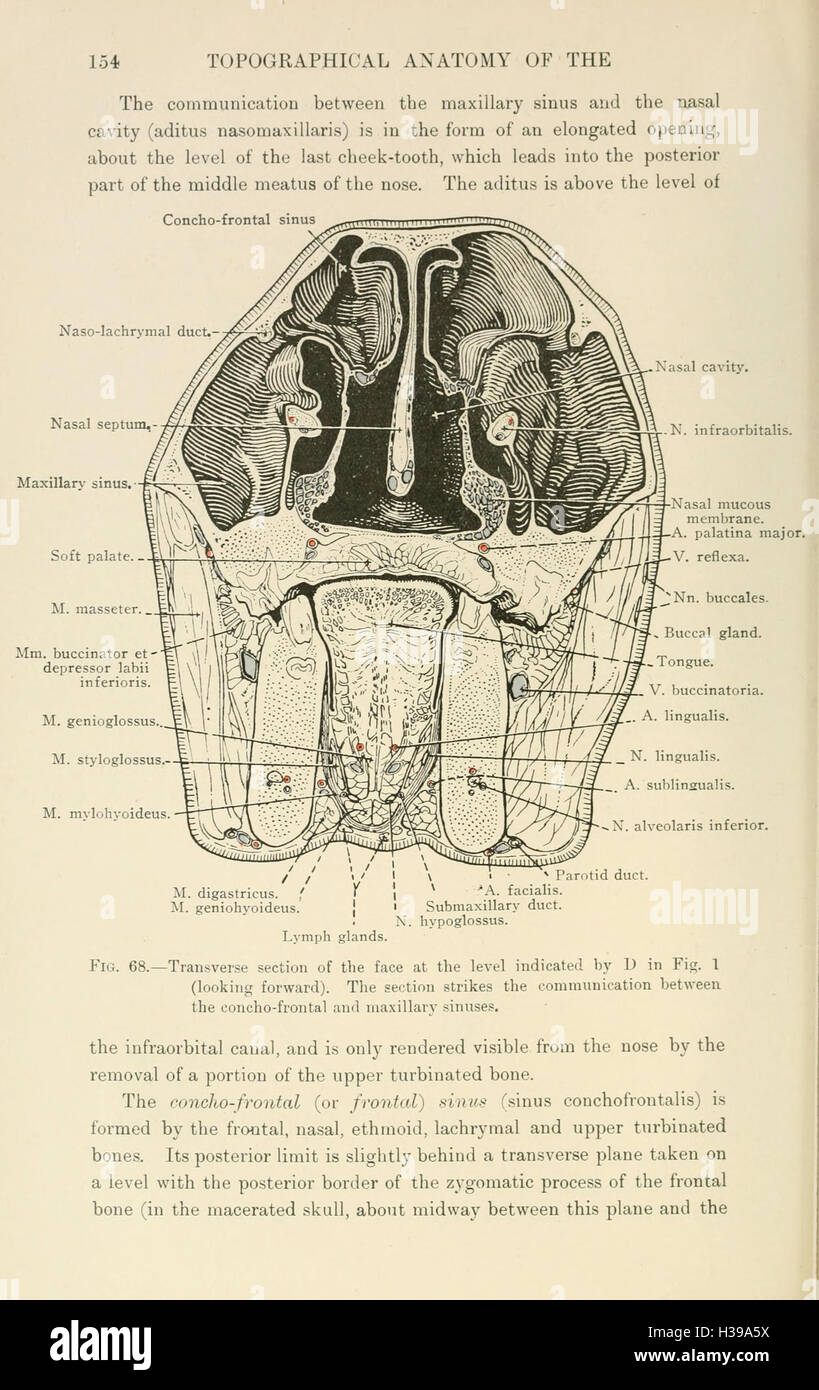 This page discusses the detailed anatomical structure of the horse's ...