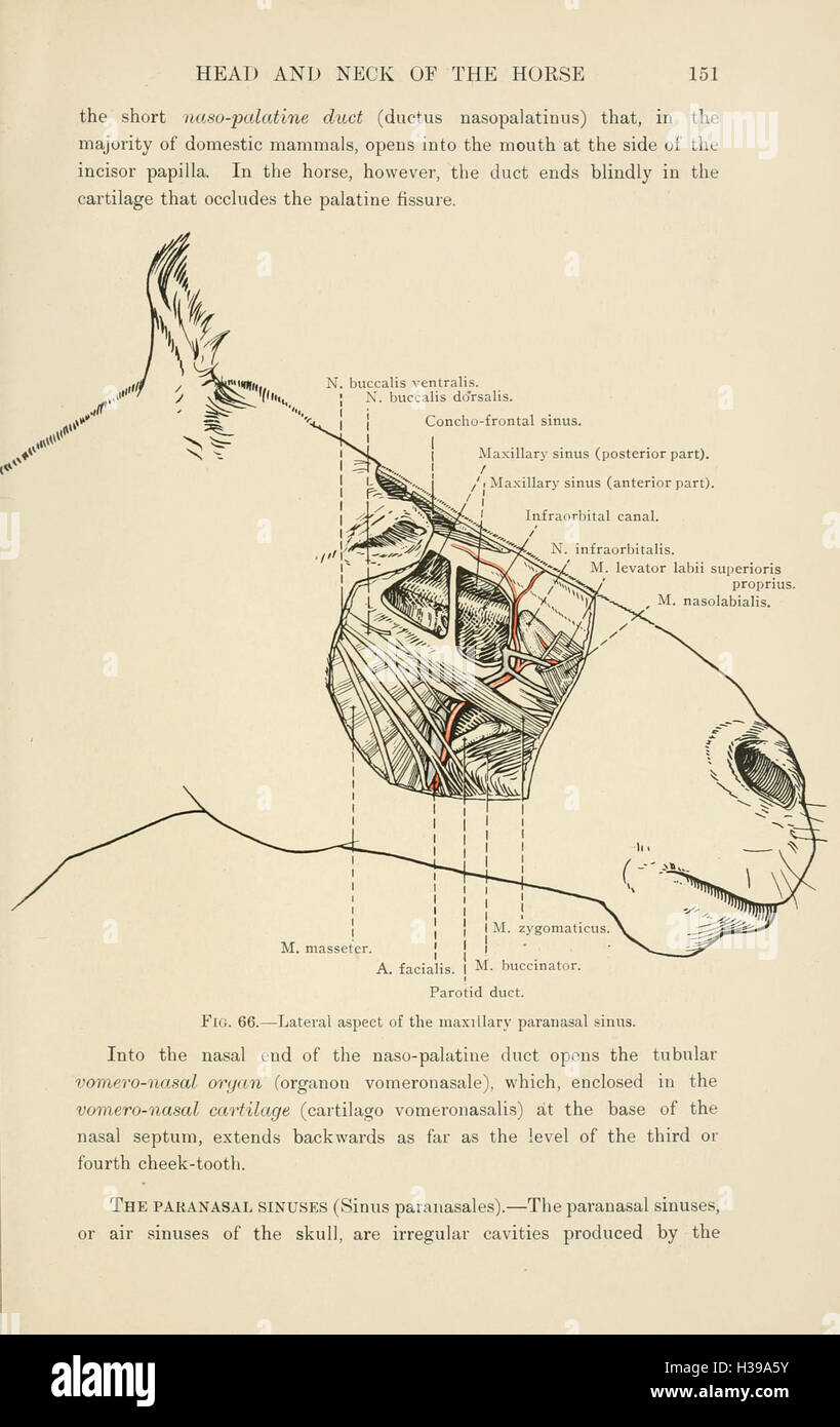 A detailed anatomical study of the head and neck of the horse ...