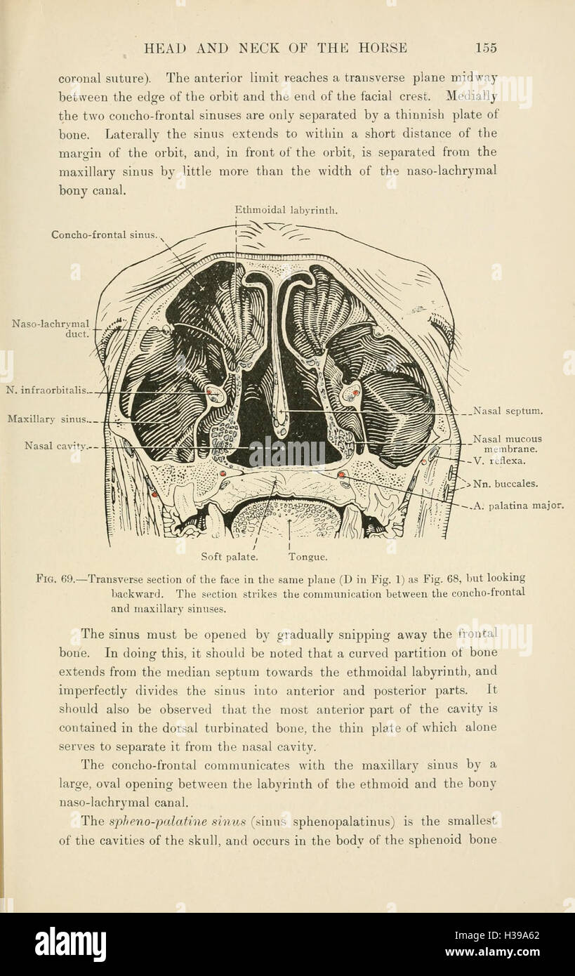 This text examines the detailed anatomy of the horse's head and neck ...