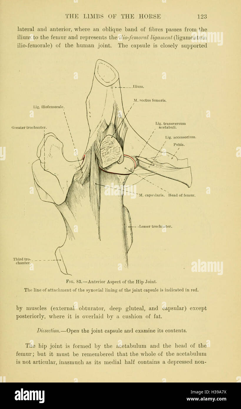 This work provides an in-depth examination of the anatomy of a horse's ...
