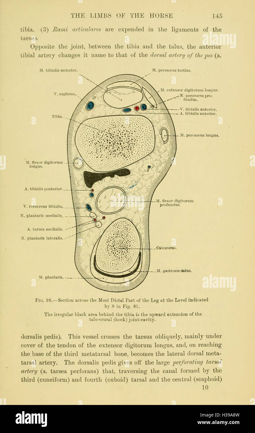 This page provides a detailed examination of the anatomy of the horse's ...
