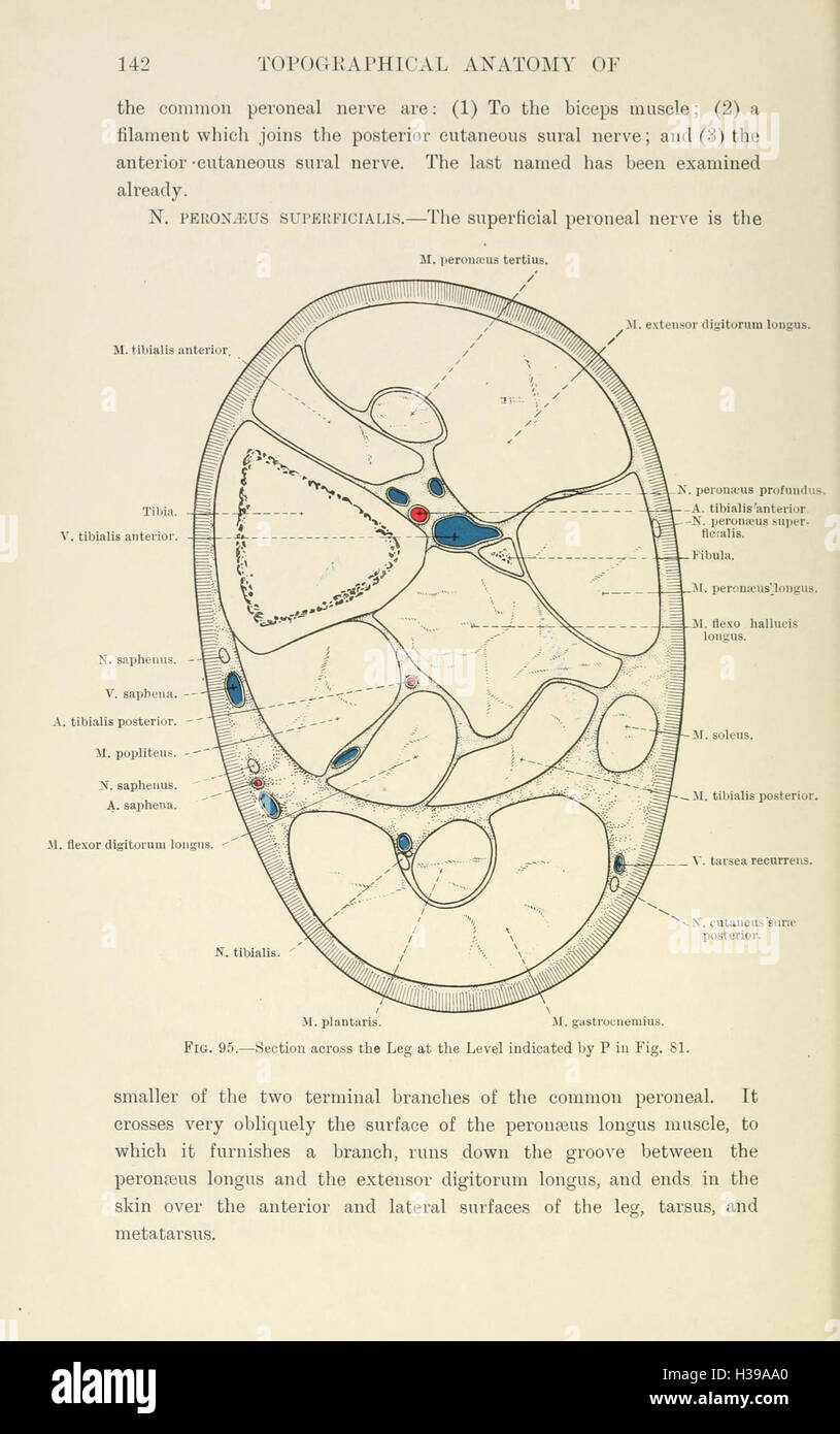 Equine muscles anatomy hi-res stock photography and images - Alamy
