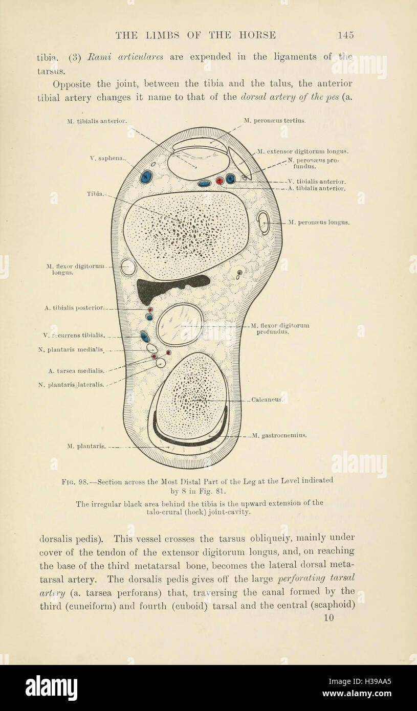 This page details the topographical anatomy of the horse's limbs ...
