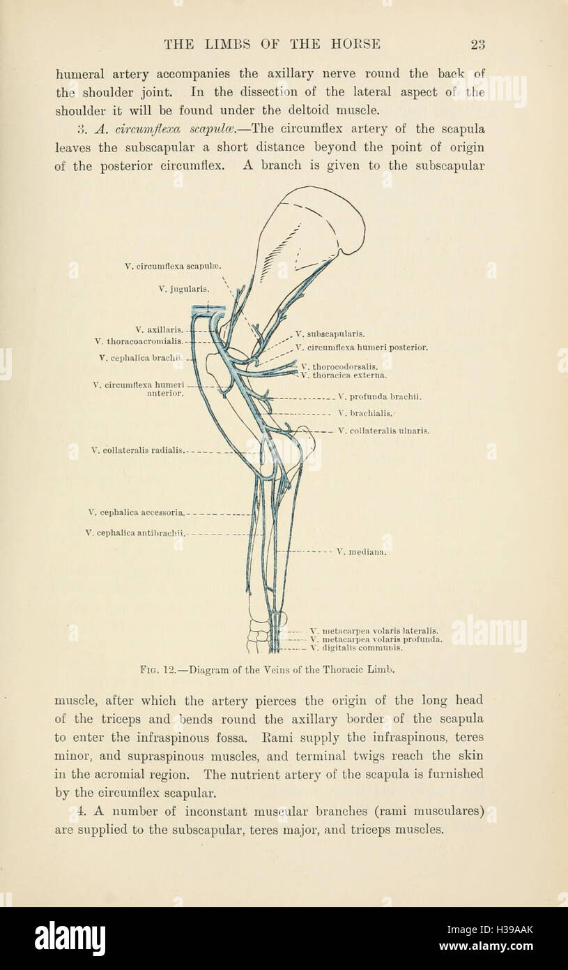 This study focuses on the anatomy of a horse's limbs, including the ...