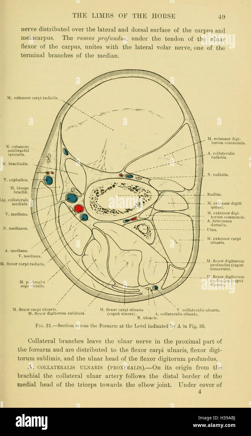 Equine biomechanics hi-res stock photography and images - Alamy