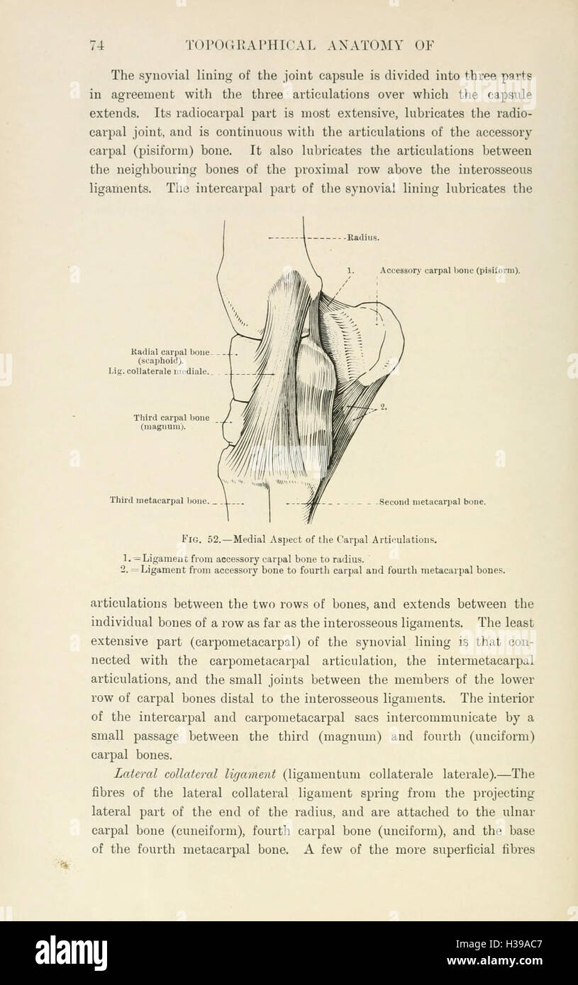This section details the anatomy of horse limbs, focusing on the bone ...