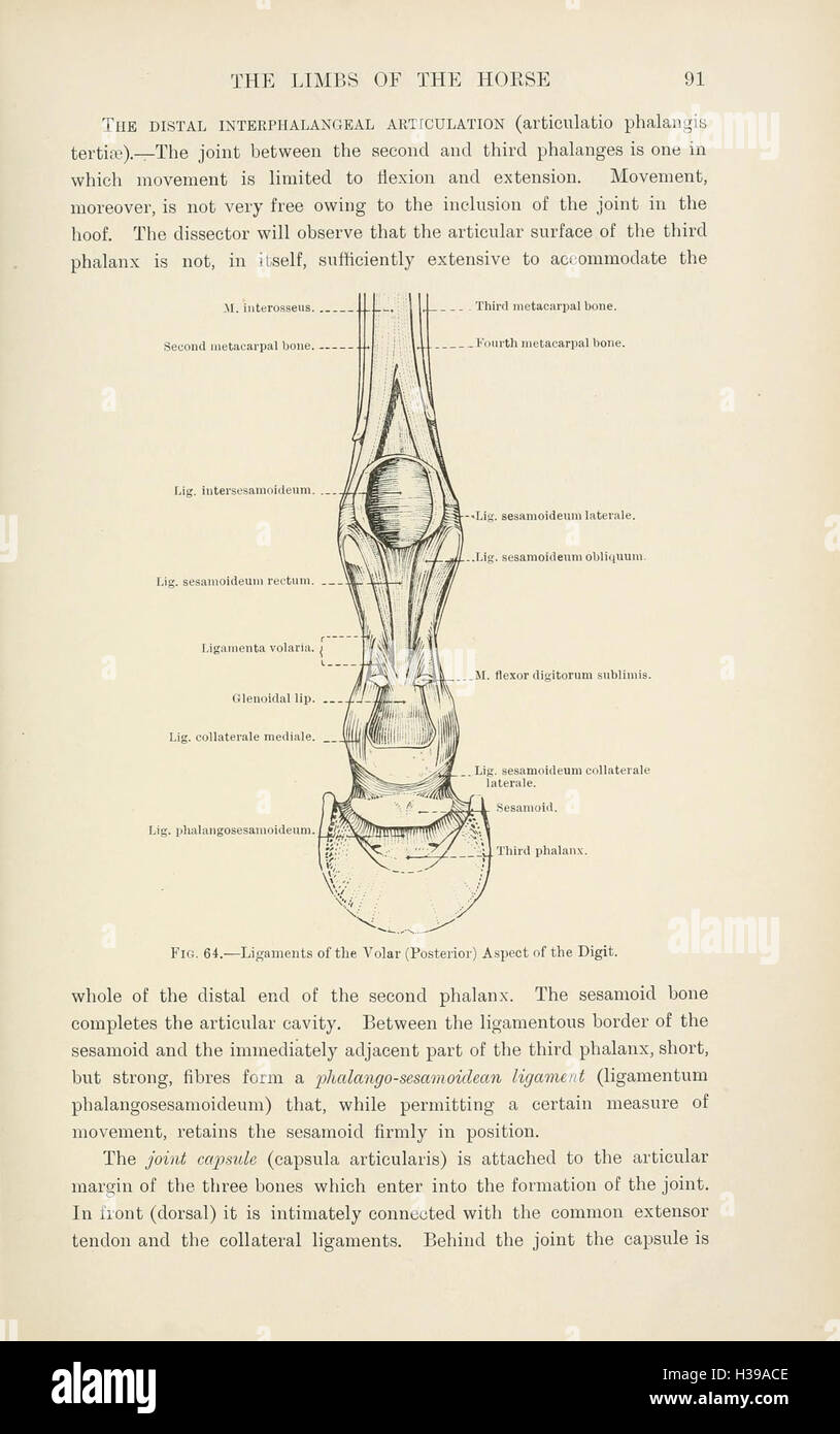 This text provides a detailed examination of the anatomical structure ...