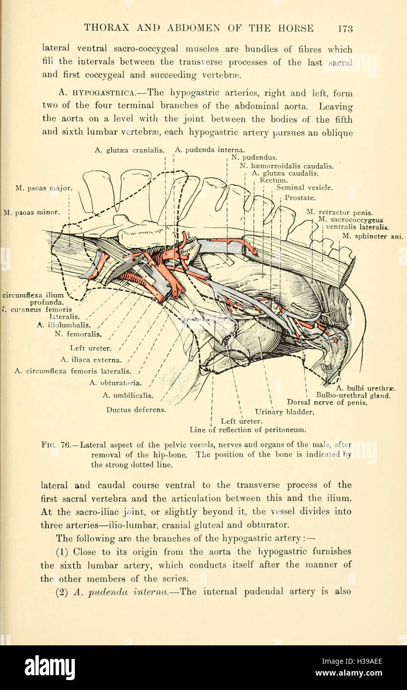 This study delves into the detailed anatomy of the horse's thorax and ...