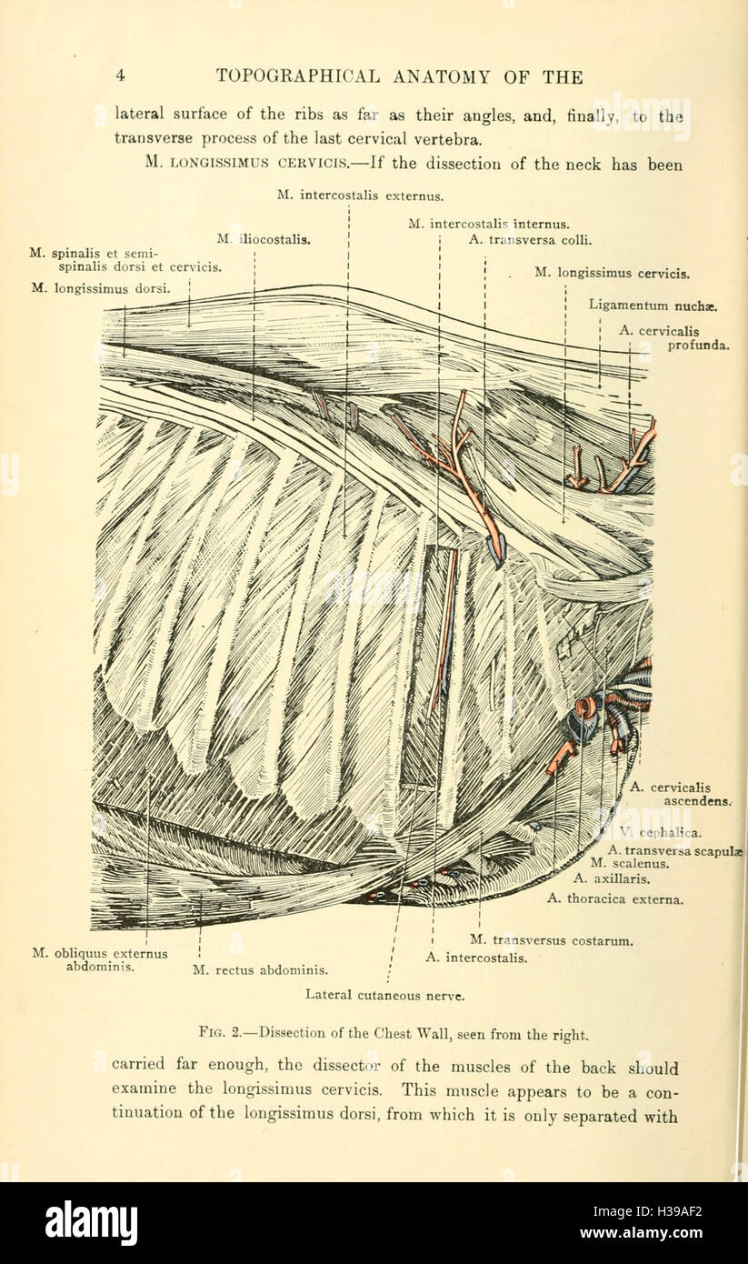 This page offers further exploration of the topographical anatomy of ...