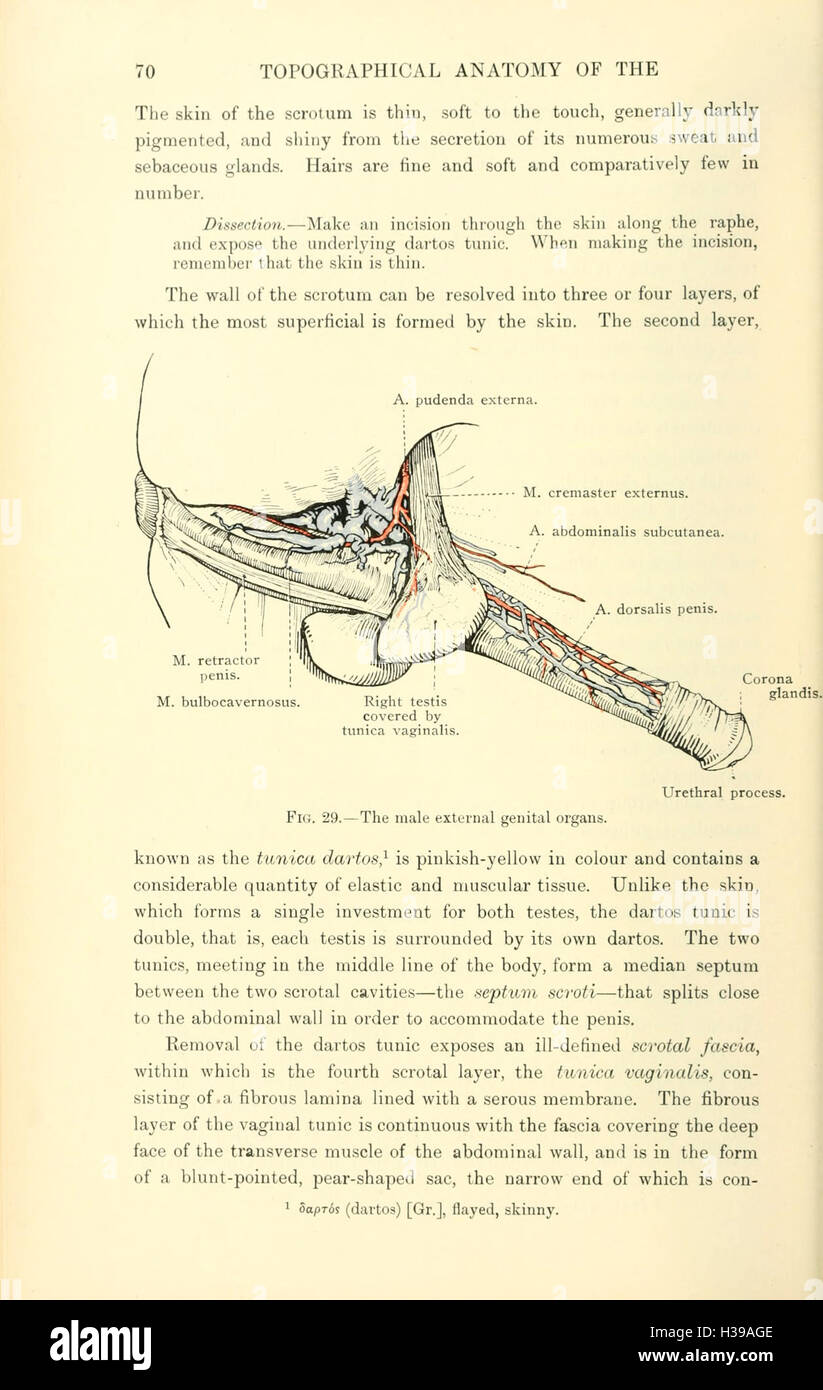 This work explores the detailed anatomical structures of the horse's ...