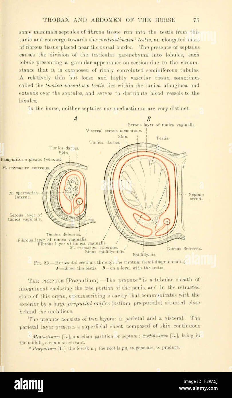This work provides a detailed examination of the topographical anatomy ...