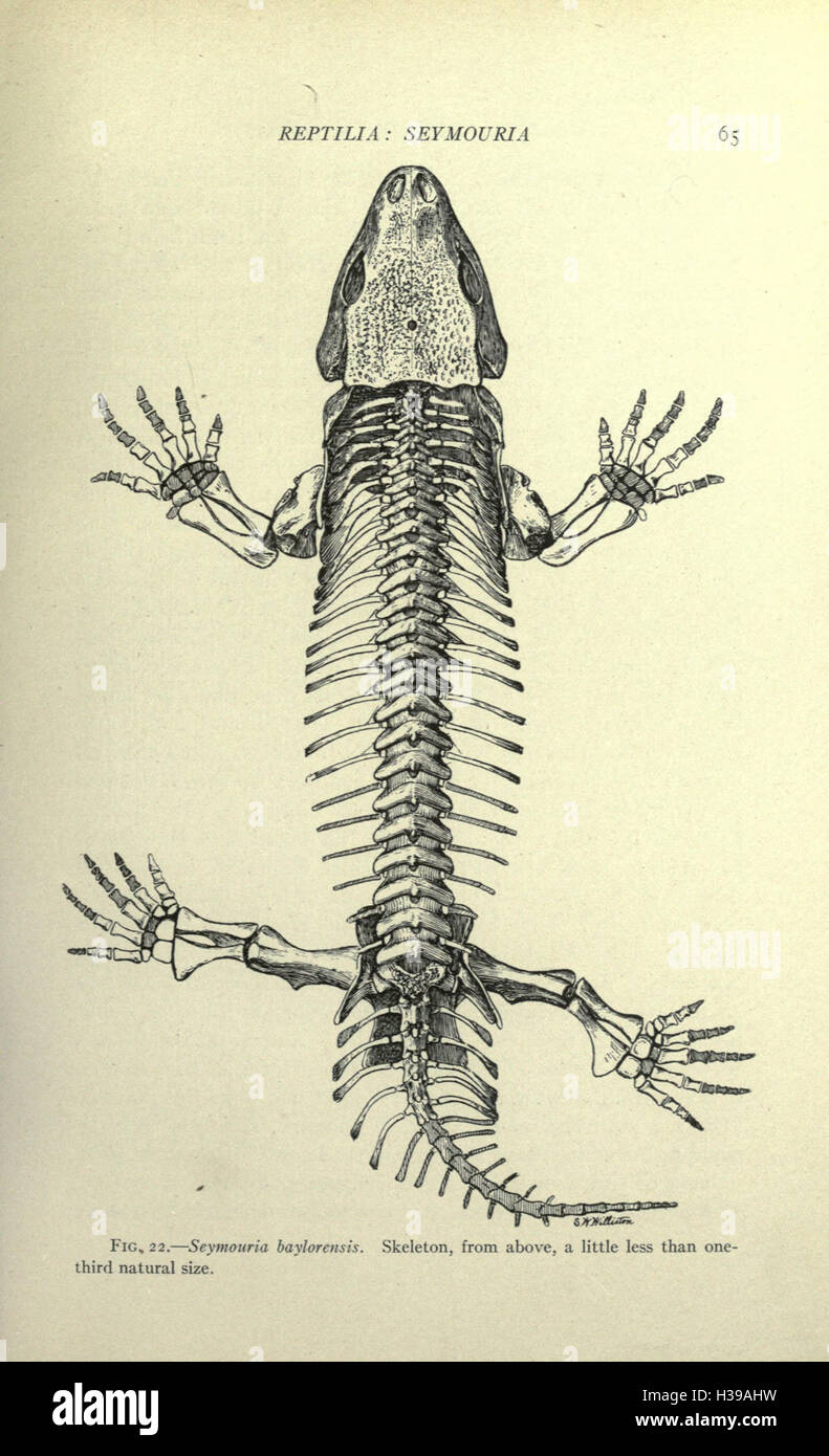 This study discusses the vertebrates of the Permian period in America ...