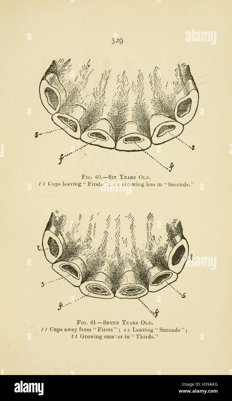 The training and management of horses (Page 329) BHL214 Stock Photo - Alamy