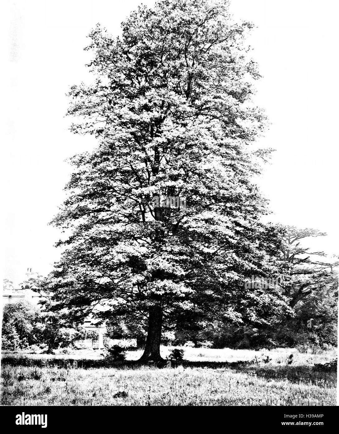 This work provides a comprehensive guide to the trees of Great Britain ...
