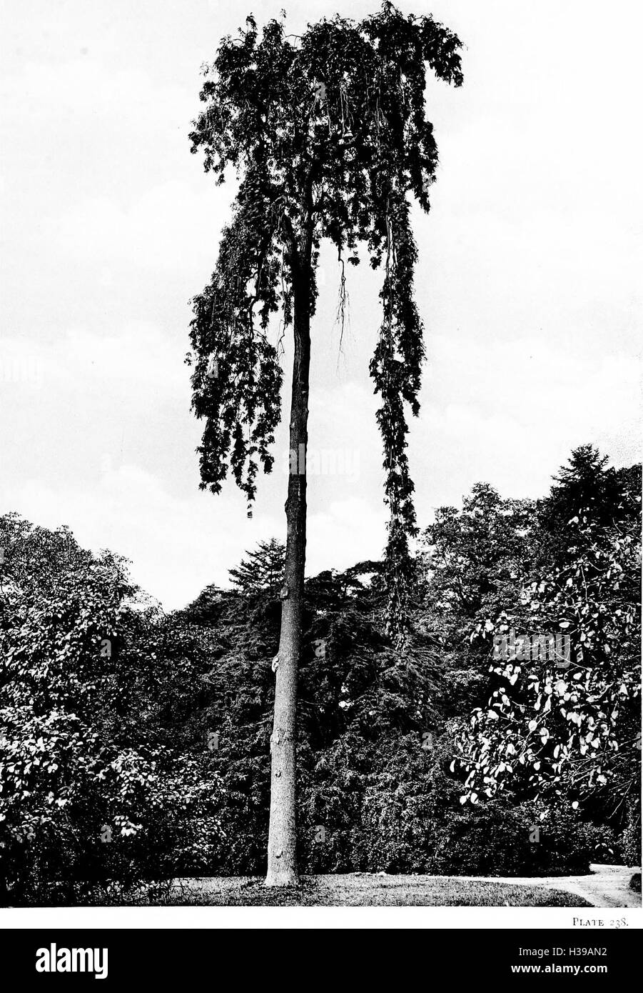 This page offers a detailed overview of the tree species native to ...