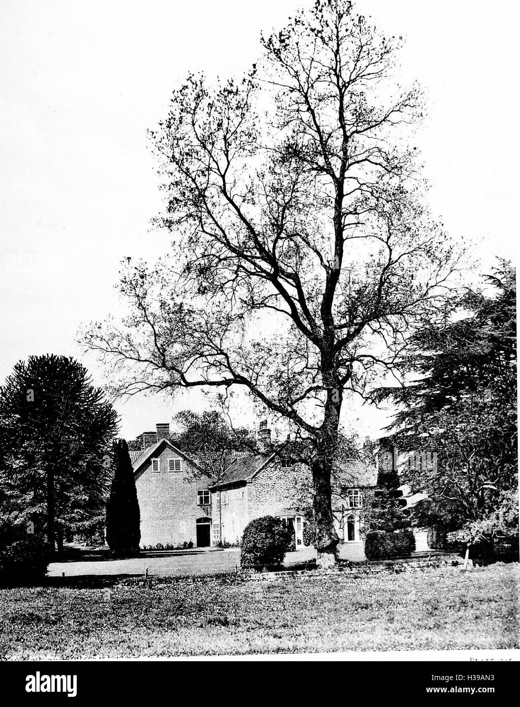 This work details the native and introduced tree species of Great ...