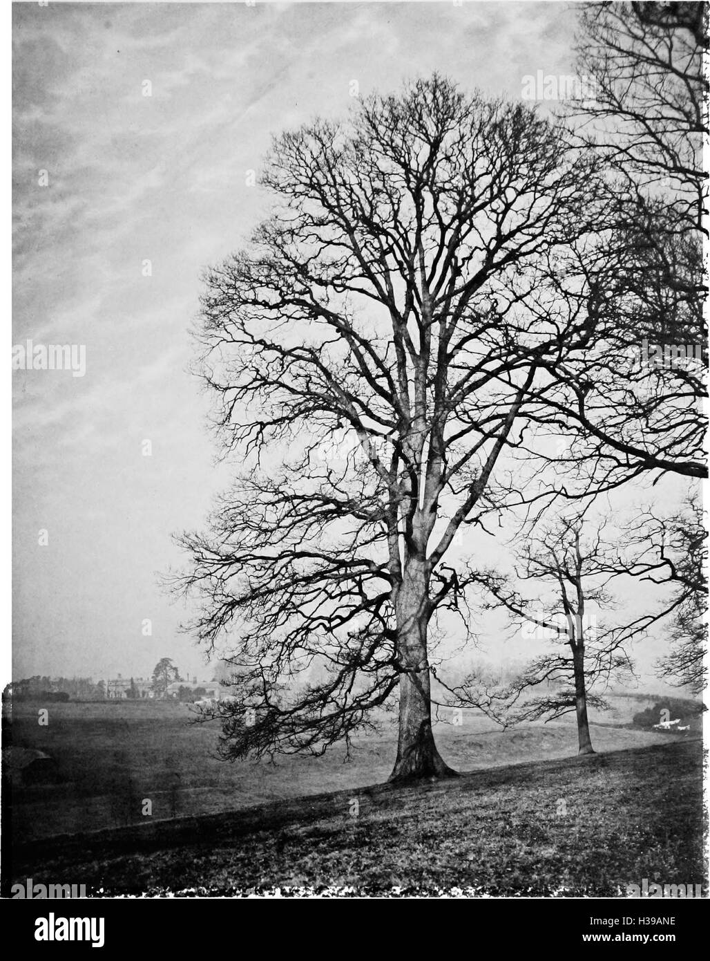 This book provides detailed descriptions and classifications of tree ...