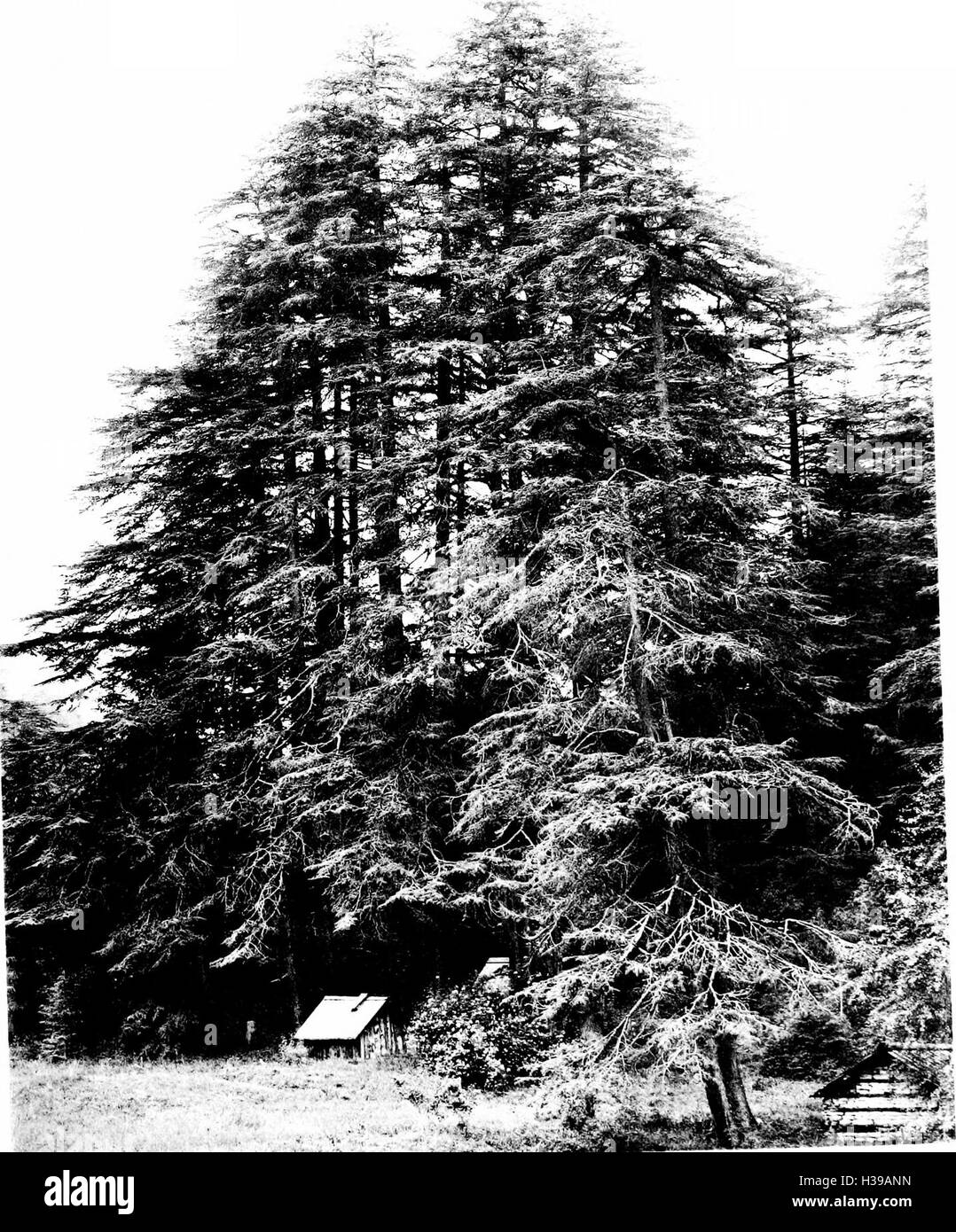 'The Trees of Great Britain and Ireland' provides a detailed account of ...