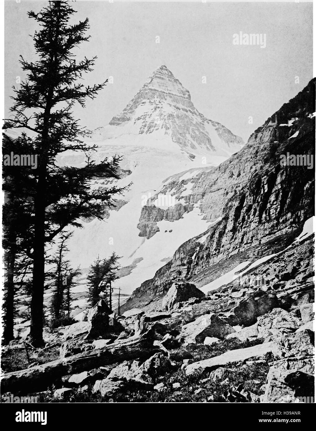 Tree species classification Black and White Stock Photos & Images - Alamy