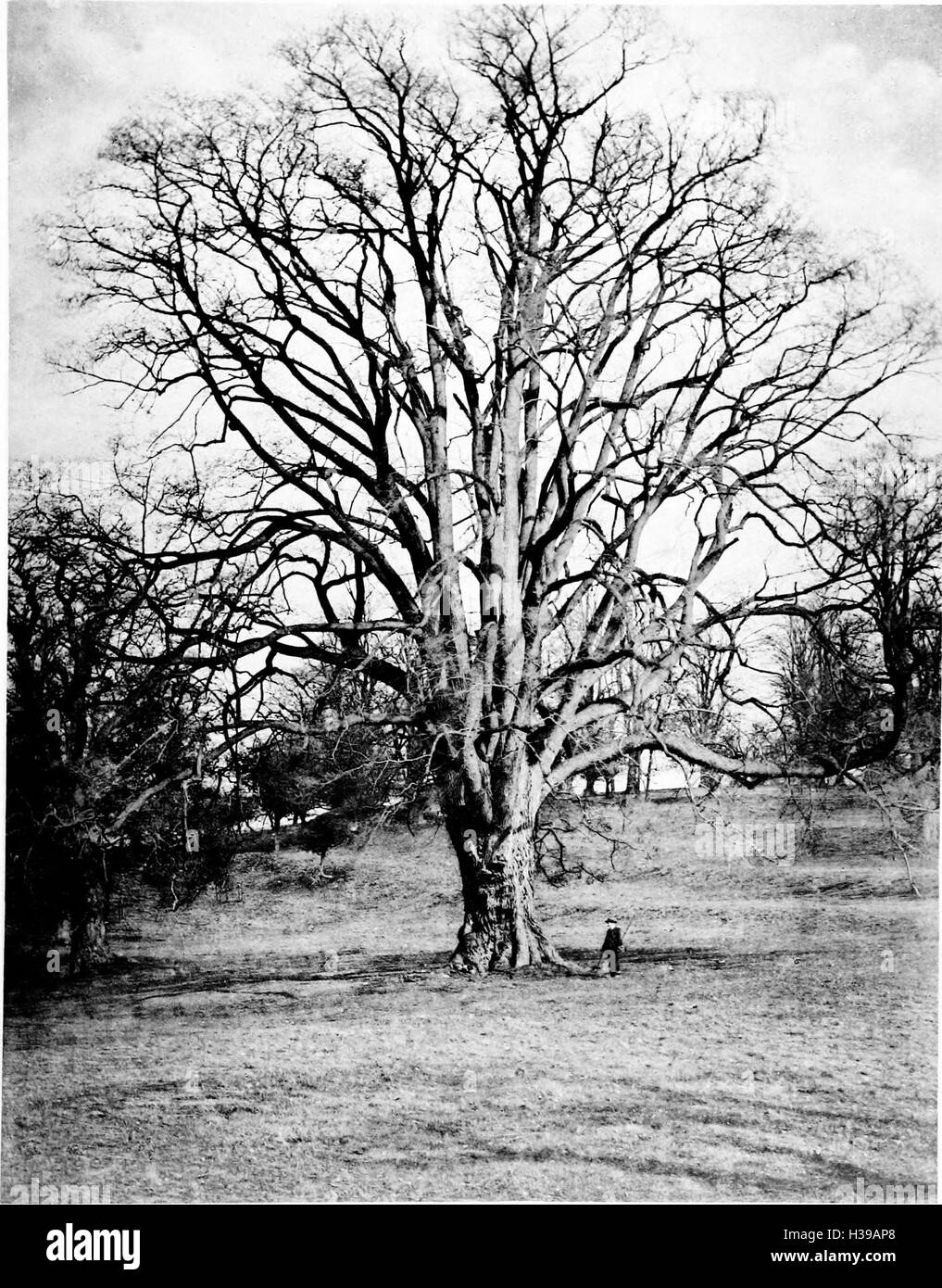 This work provides a comprehensive guide to the trees native to Great ...