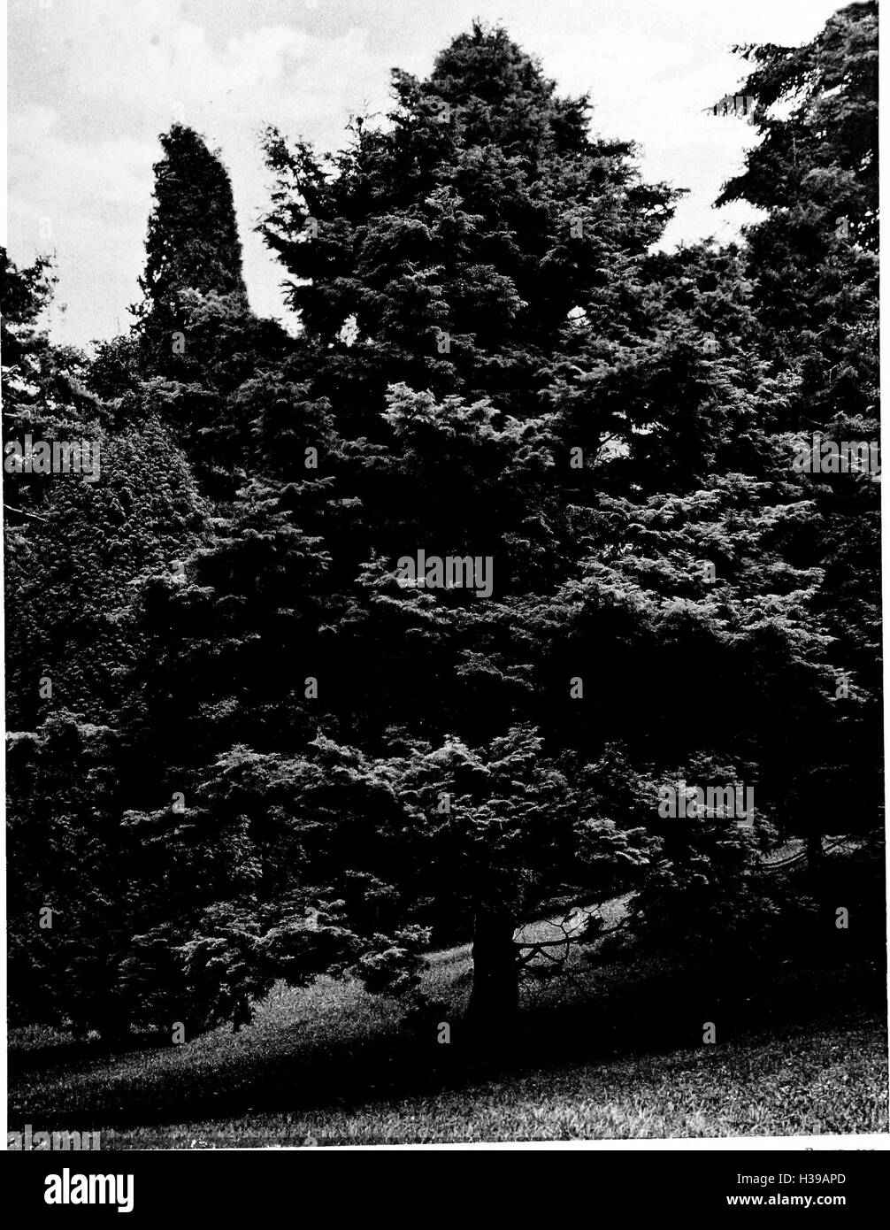 This work details the tree species native to Great Britain and Ireland ...