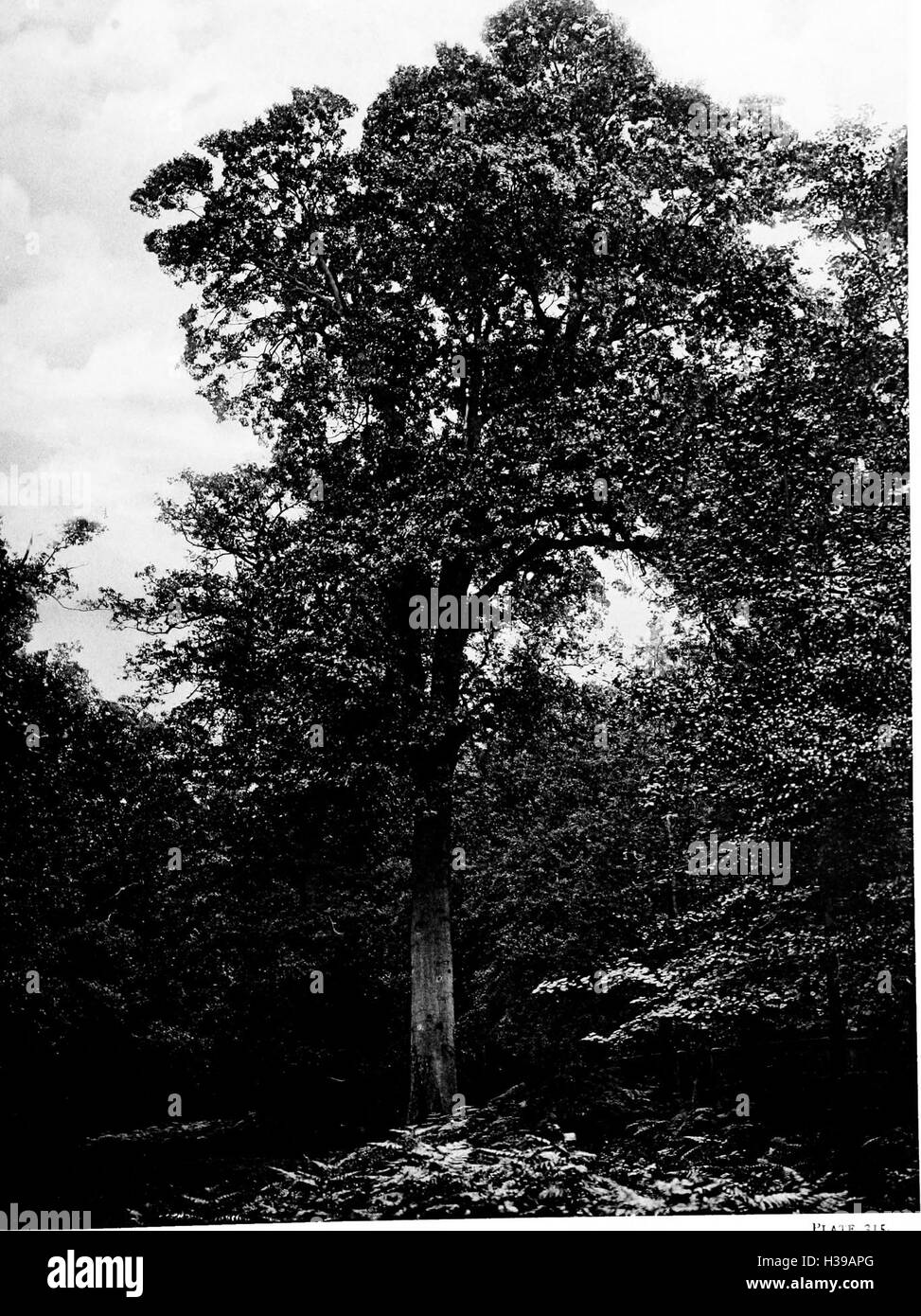 This 1906 work catalogues the native tree species of Great Britain and ...