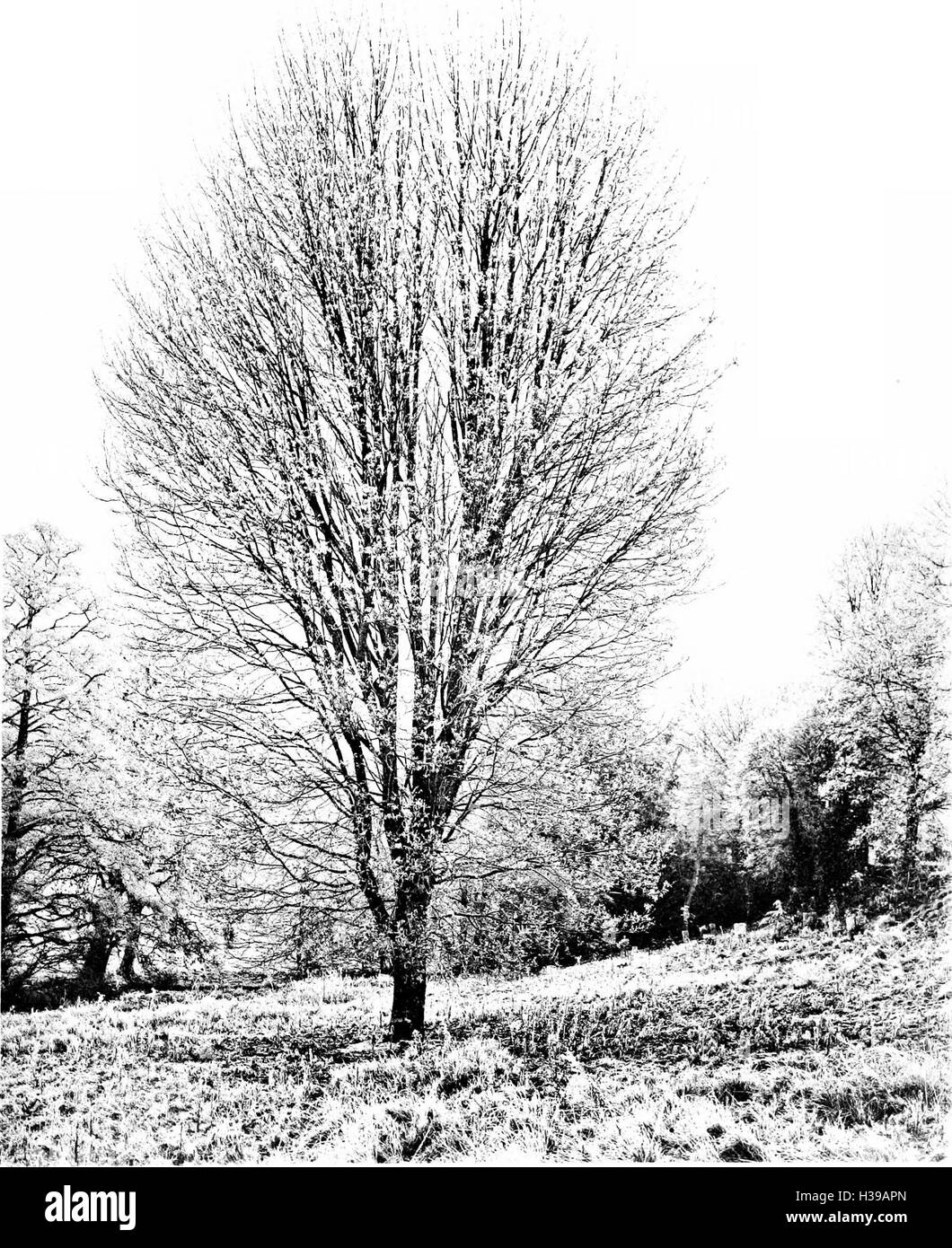 This work provides a comprehensive guide to the tree species native to ...