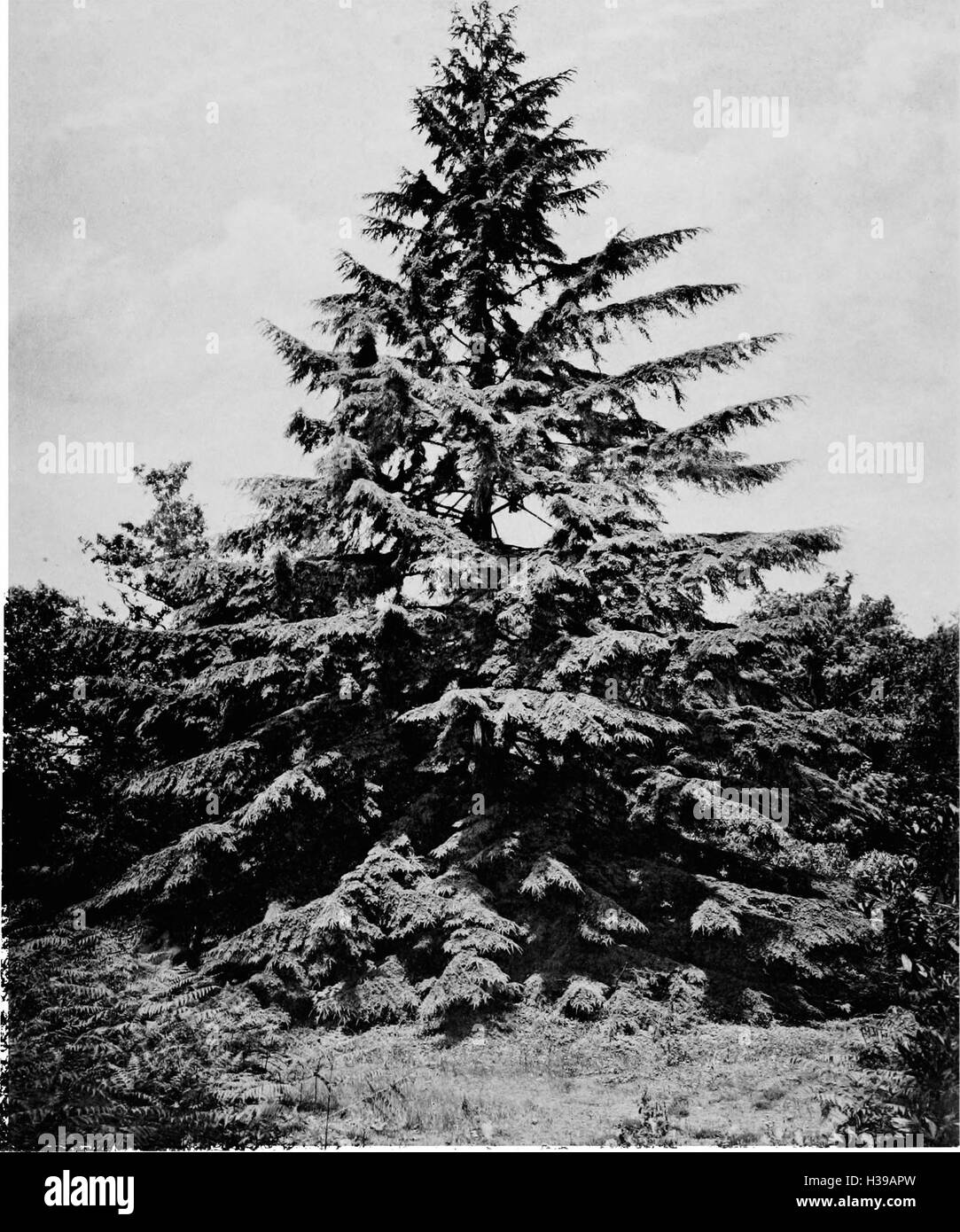 This book provides a comprehensive guide to the trees of Great Britain ...