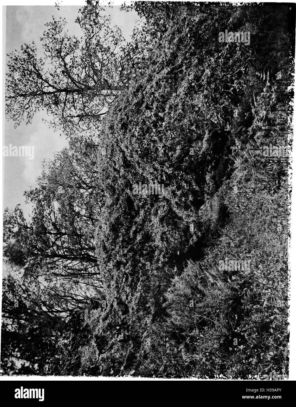 This work provides a detailed study of the trees native to Great ...