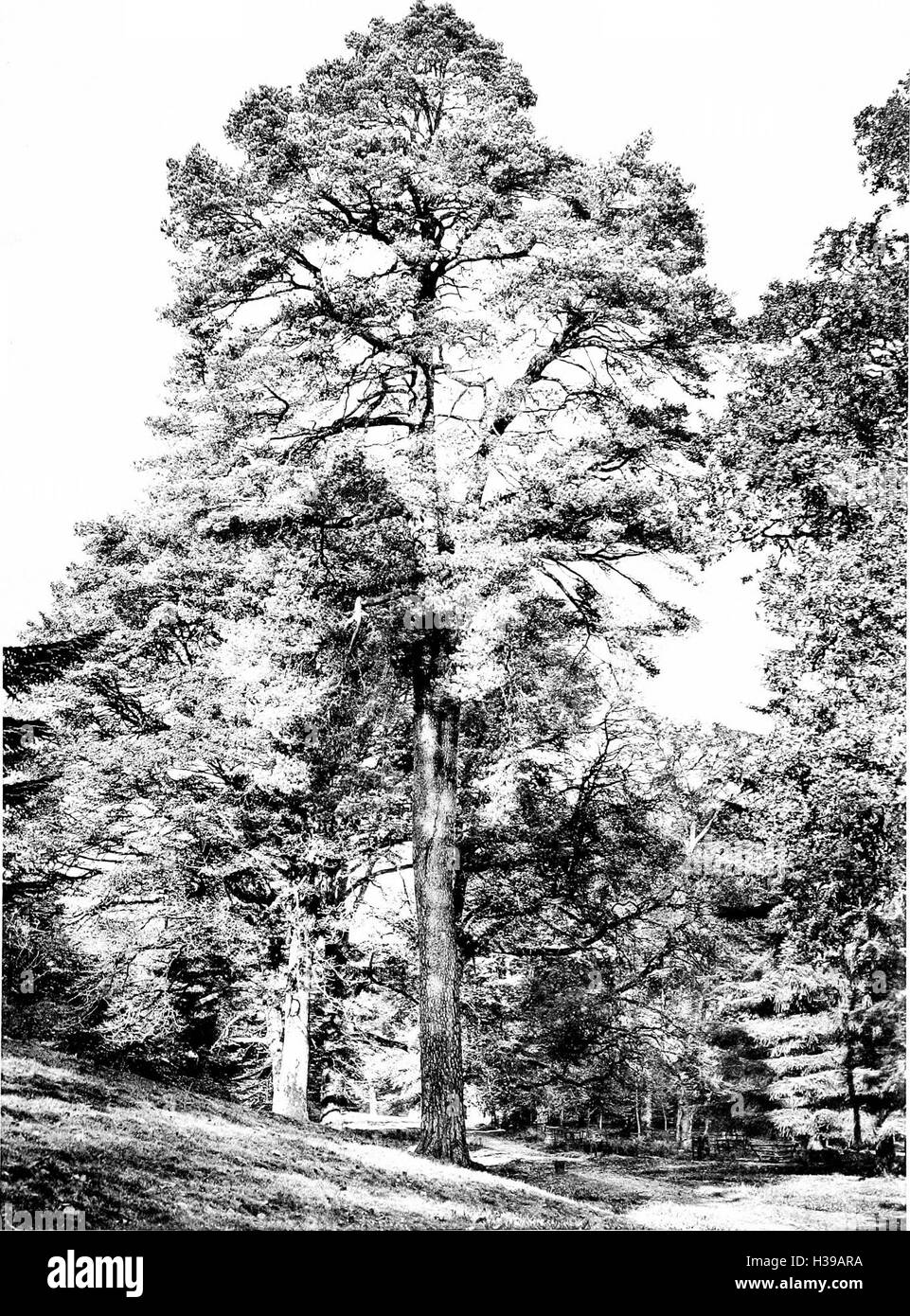 The book The Trees of Great Britain and Ireland (1906) offers a ...