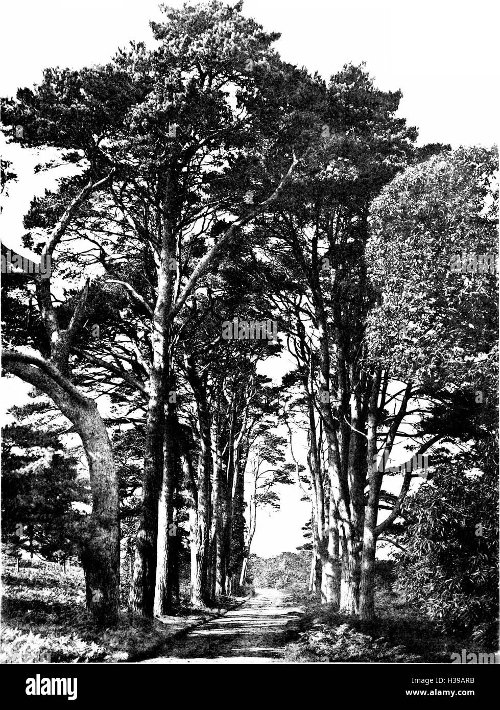 A botanical study of the trees native to Great Britain and Ireland ...