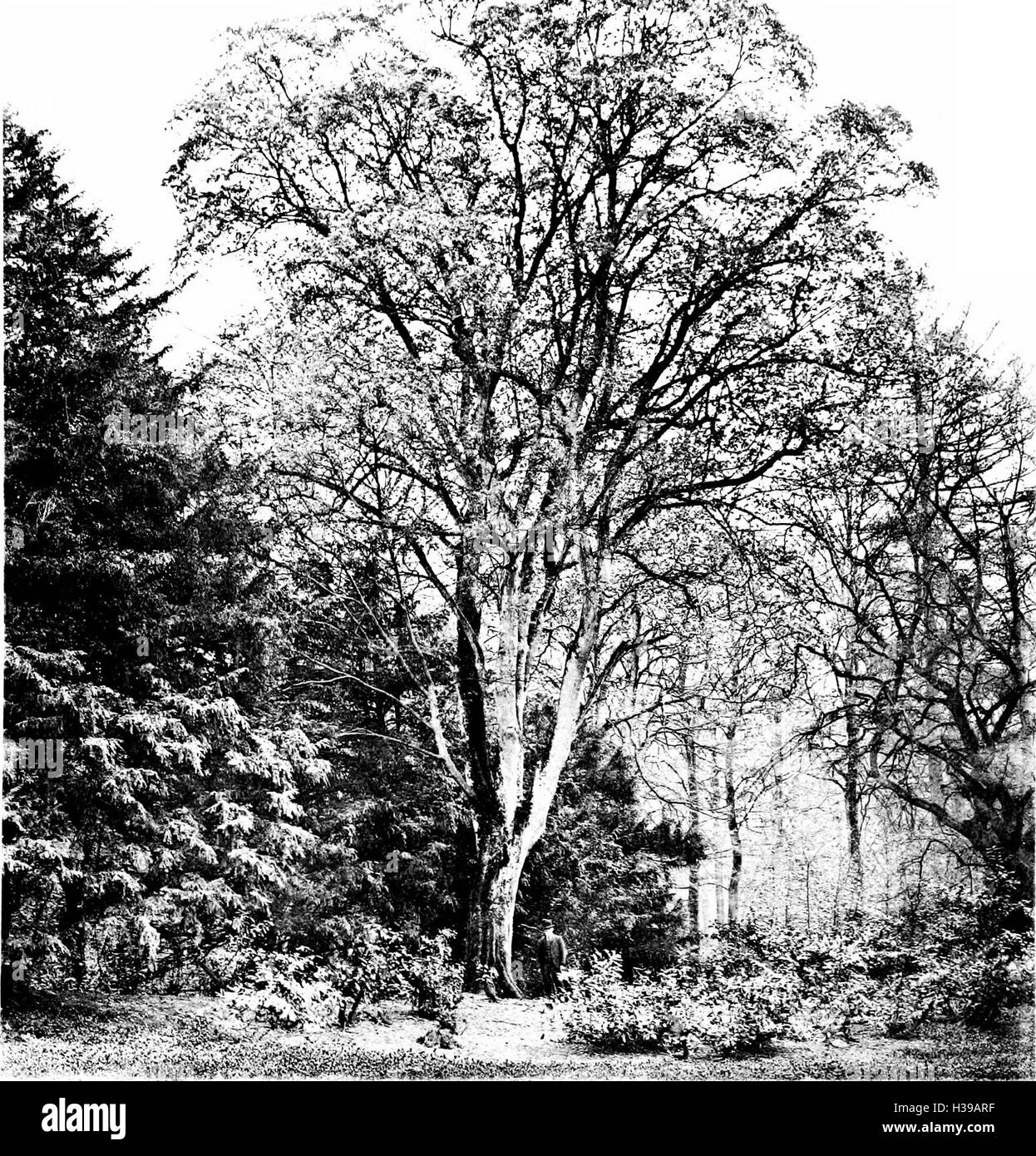 This work provides a comprehensive guide to the trees of Great Britain ...