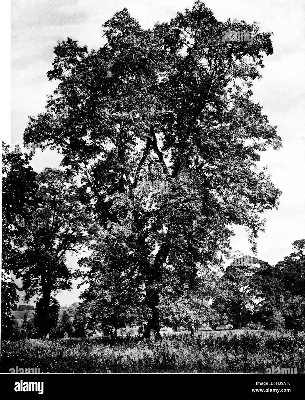 Native forest ireland Black and White Stock Photos & Images - Alamy