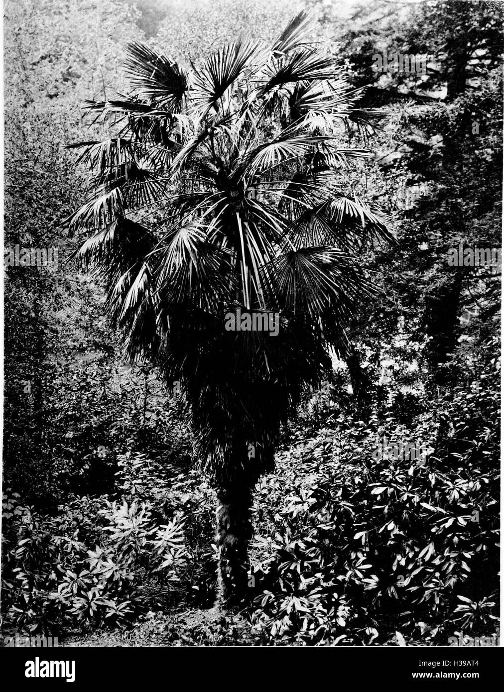 This work provides an overview of the various tree species native to ...